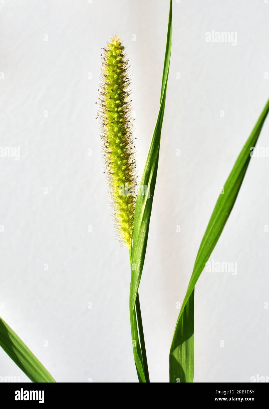 Setaria viridis closeup flower hi-res stock photography and images - Alamy