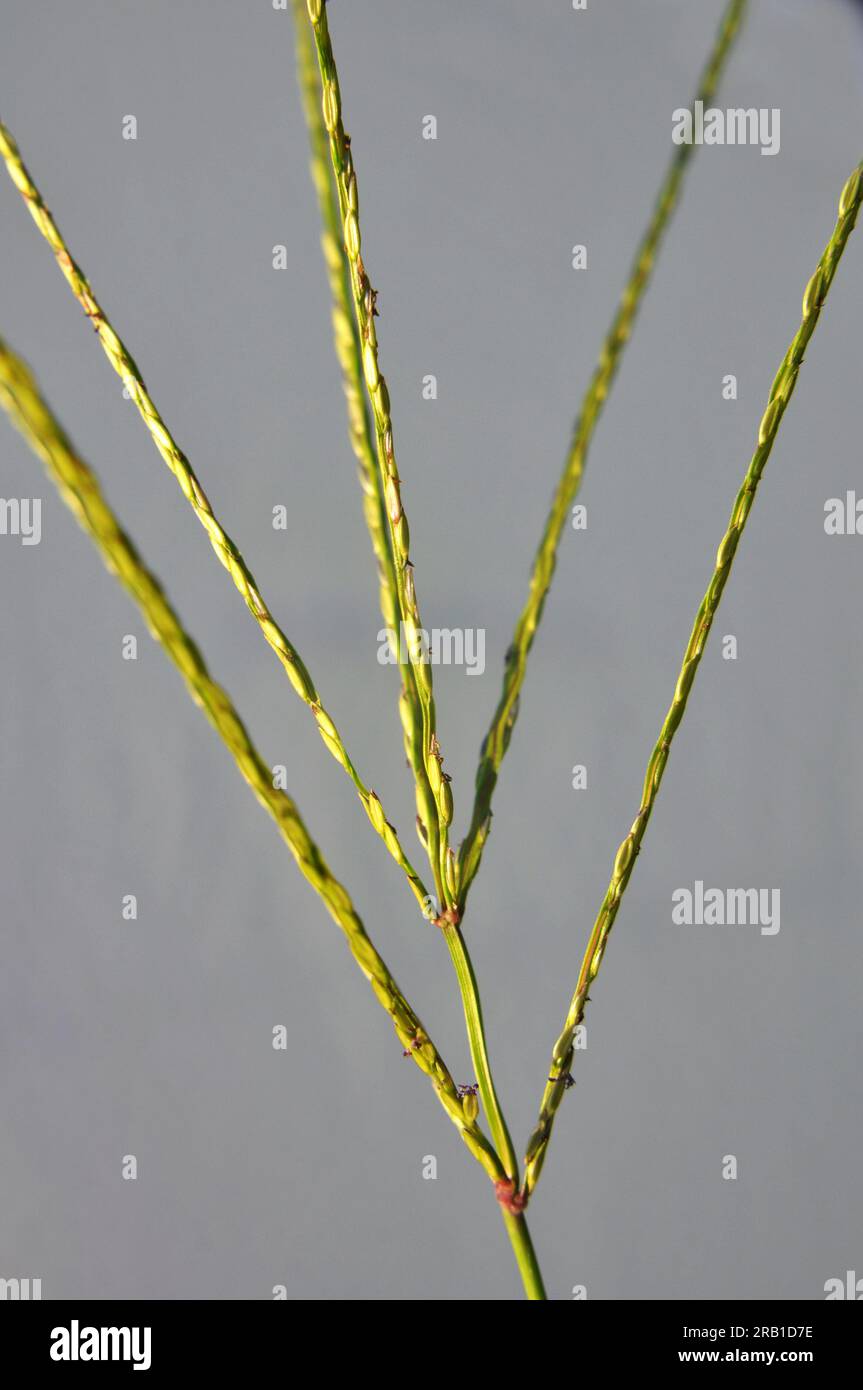 In the wild, Digitaria sanguinalis grows in the field like a weed Stock ...