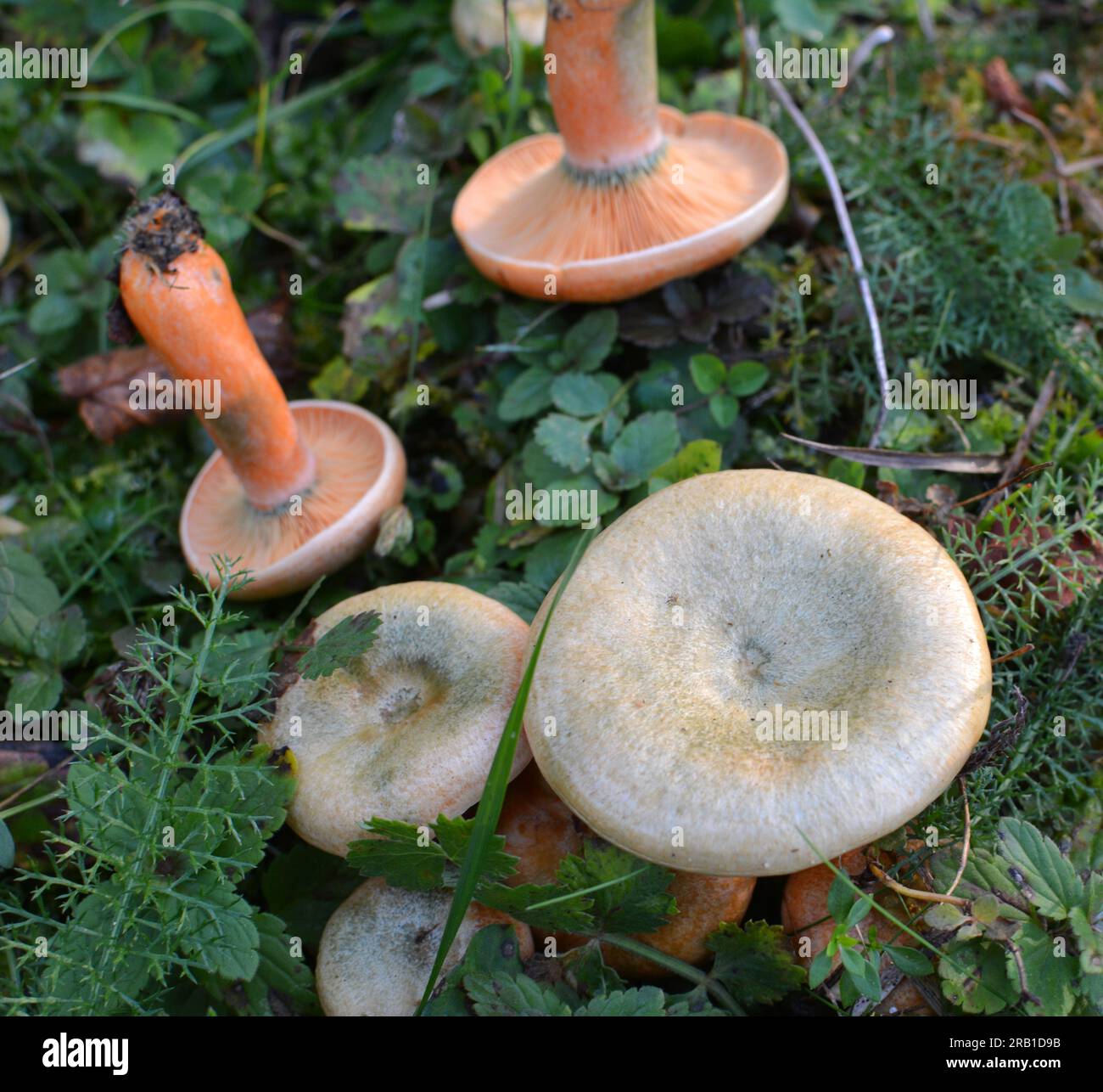 In the wild, edible mushrooms Lactarius deliciosus grow in the forest ...