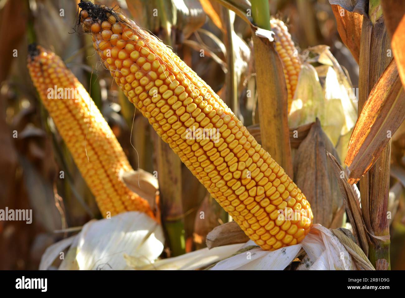 Corn on cob grains hi-res stock photography and images - Alamy