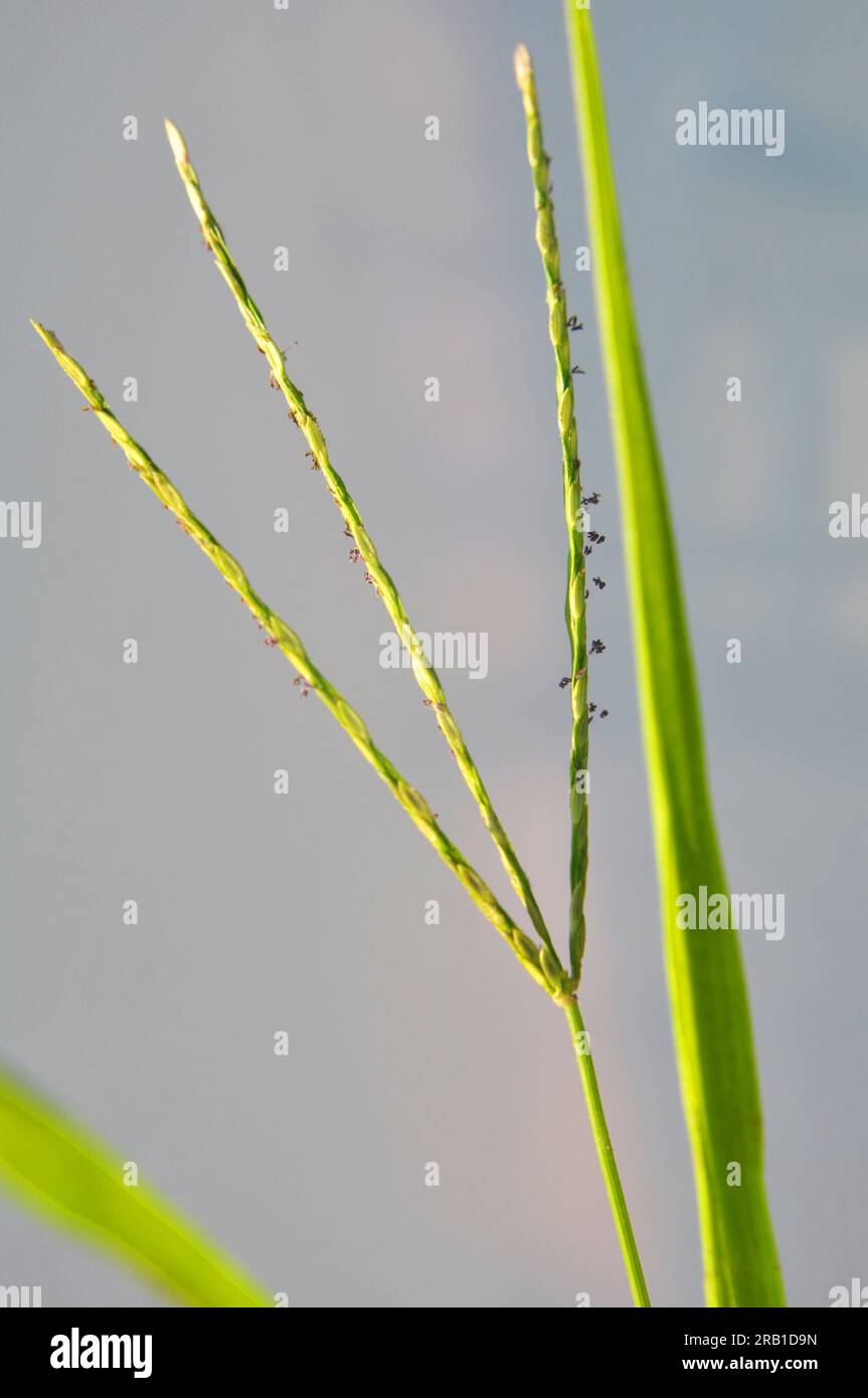 In the wild, Digitaria sanguinalis grows in the field like a weed Stock ...