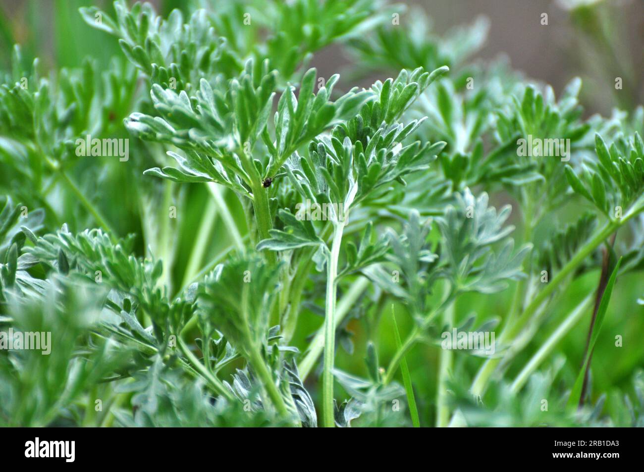 Bitter wormwood (Artemisia absinthium) bush grows in the wild Stock ...