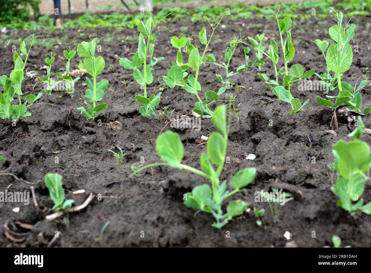 Young pea sprouts sprouted in the open organic soil Stock Photo - Alamy
