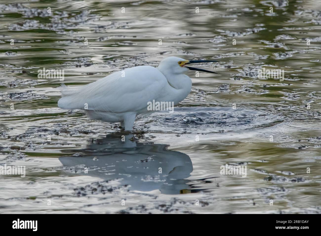 A snowy egret with small fish between beak while hunting in river ...