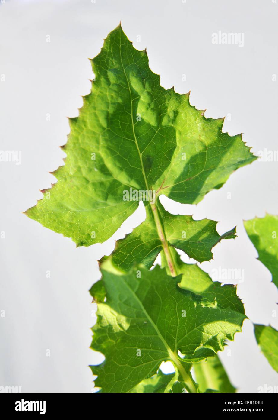 Asper grass hi-res stock photography and images - Alamy