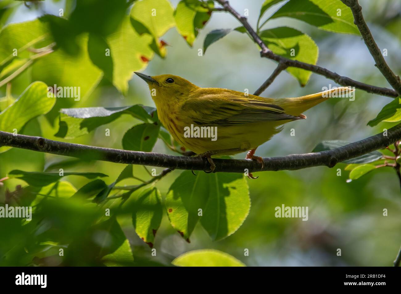 Side view of bird hi-res stock photography and images - Alamy