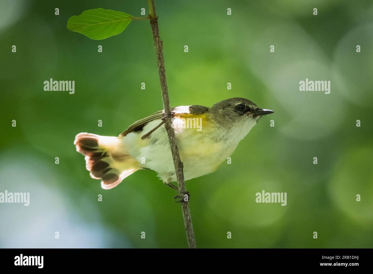 A female american redstart perched on vertical branch, bird is ...
