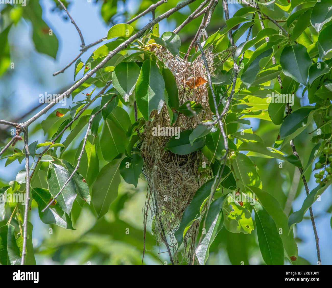 Baltimore oriole nest hi-res stock photography and images - Alamy