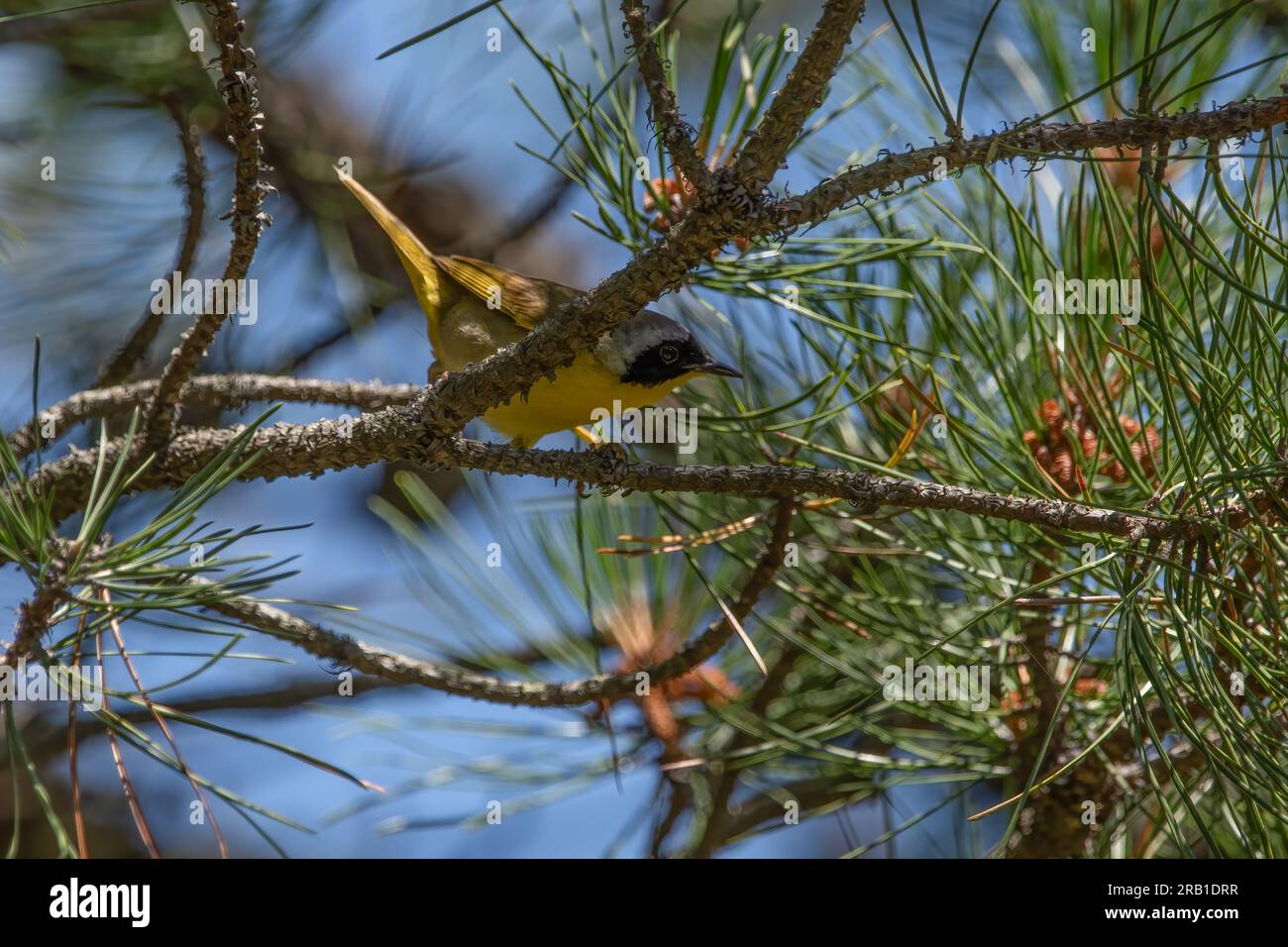 A common yellowthroat male in a pine tree, ducking under a branch and ...