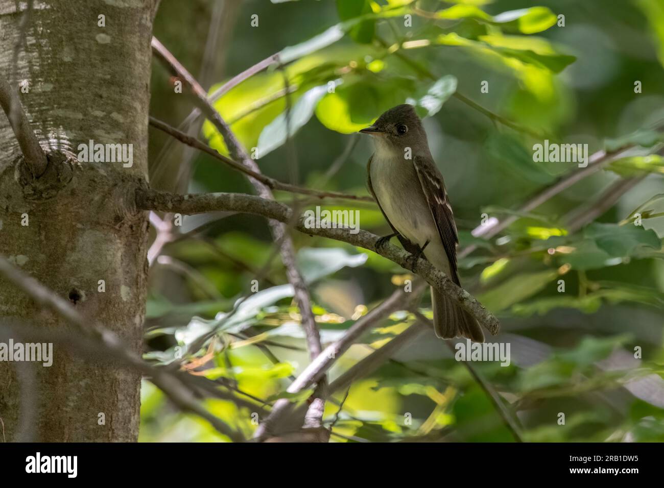 Eastern Wood Peewee on tree branch and facing the left of frame, side ...
