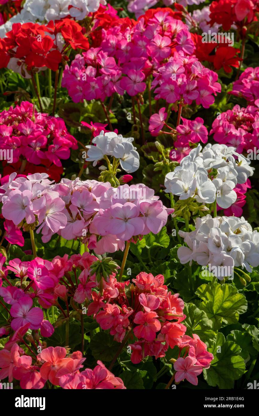 colourful godetia flowers red white and pink flowers in a border ...