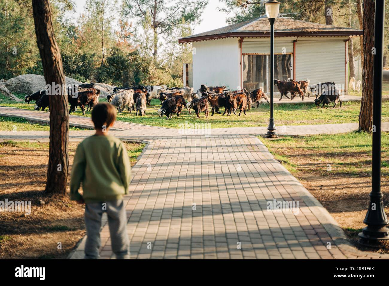 A back portrait of a little farmer boy child looking after a herd of ...