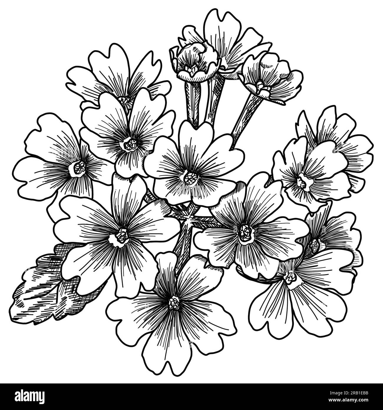 Verbena officinalis Black and White Stock Photos & Images - Alamy
