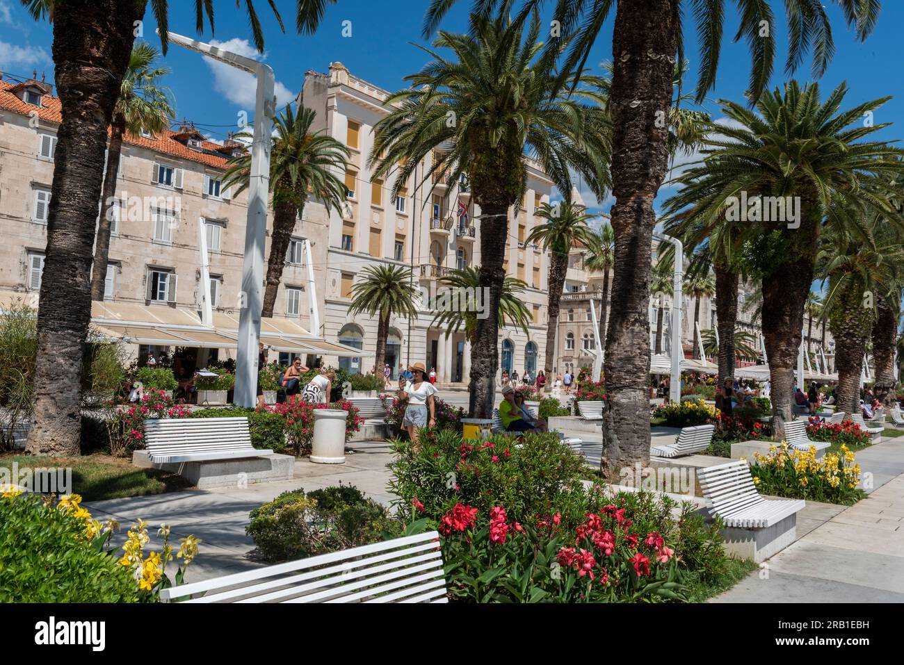 palm trees lining the walkway on the seafront at gran split in croatia ...