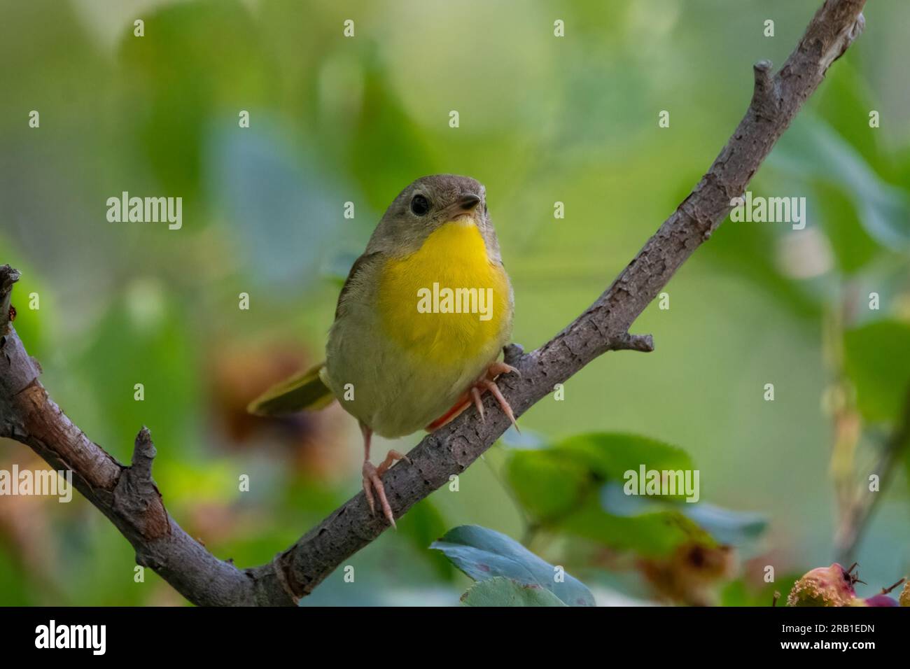 Female common yellowthroat perching on tree branch in front of green ...