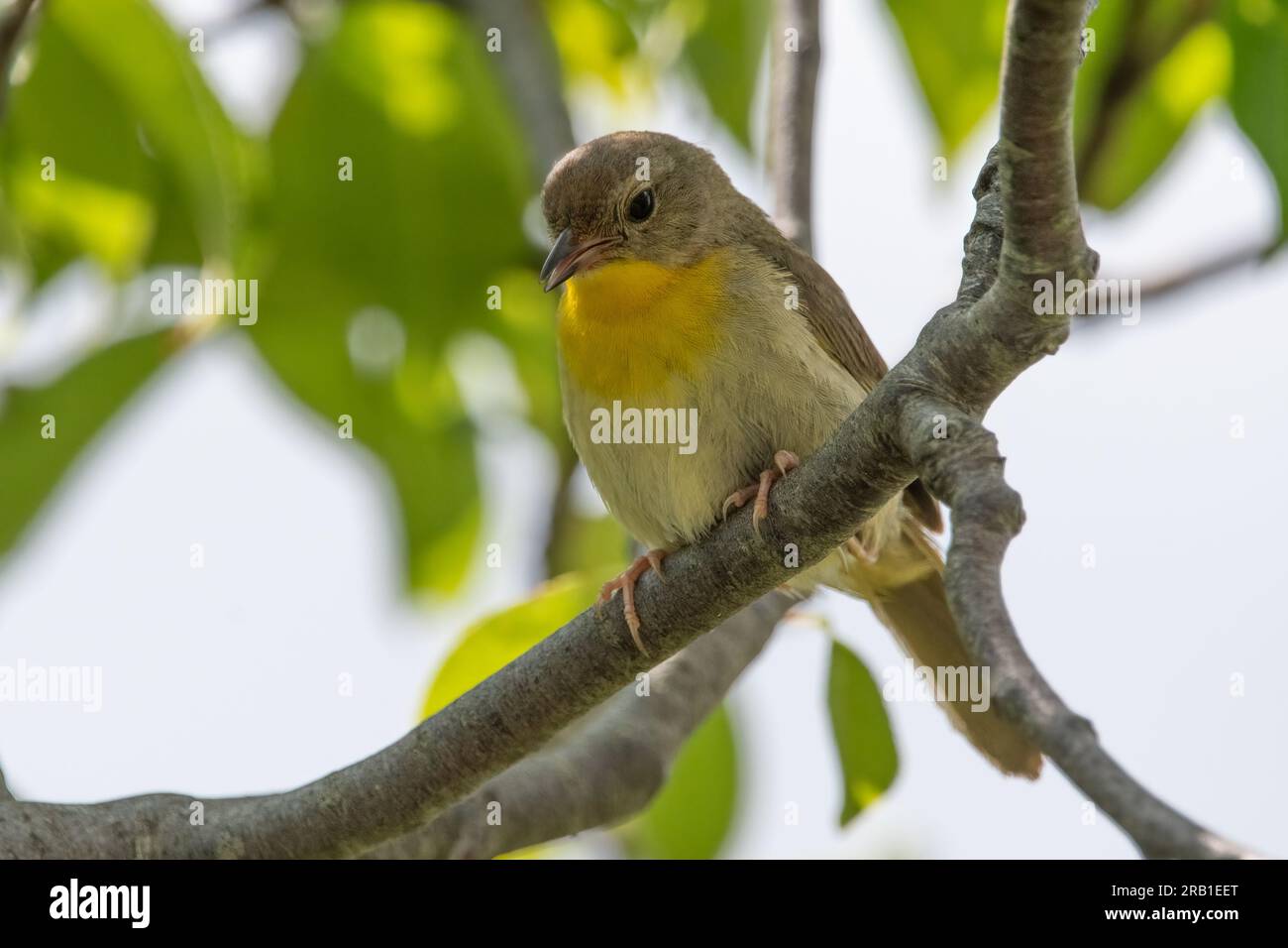 Female common yellowthroat on tree branch with beak slightly open, head ...