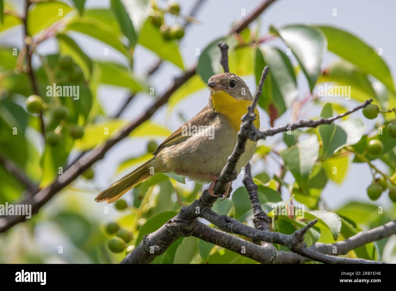 Female common yellowthroat perching on tree branch and looking back ...