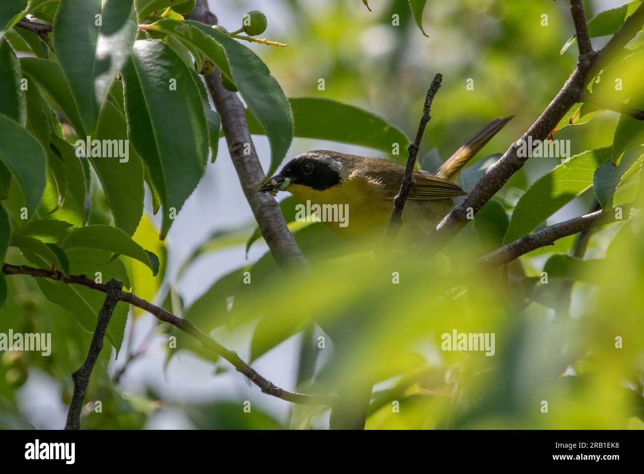 Male common yellowthroat with various bugs in mouth, perching in tree ...