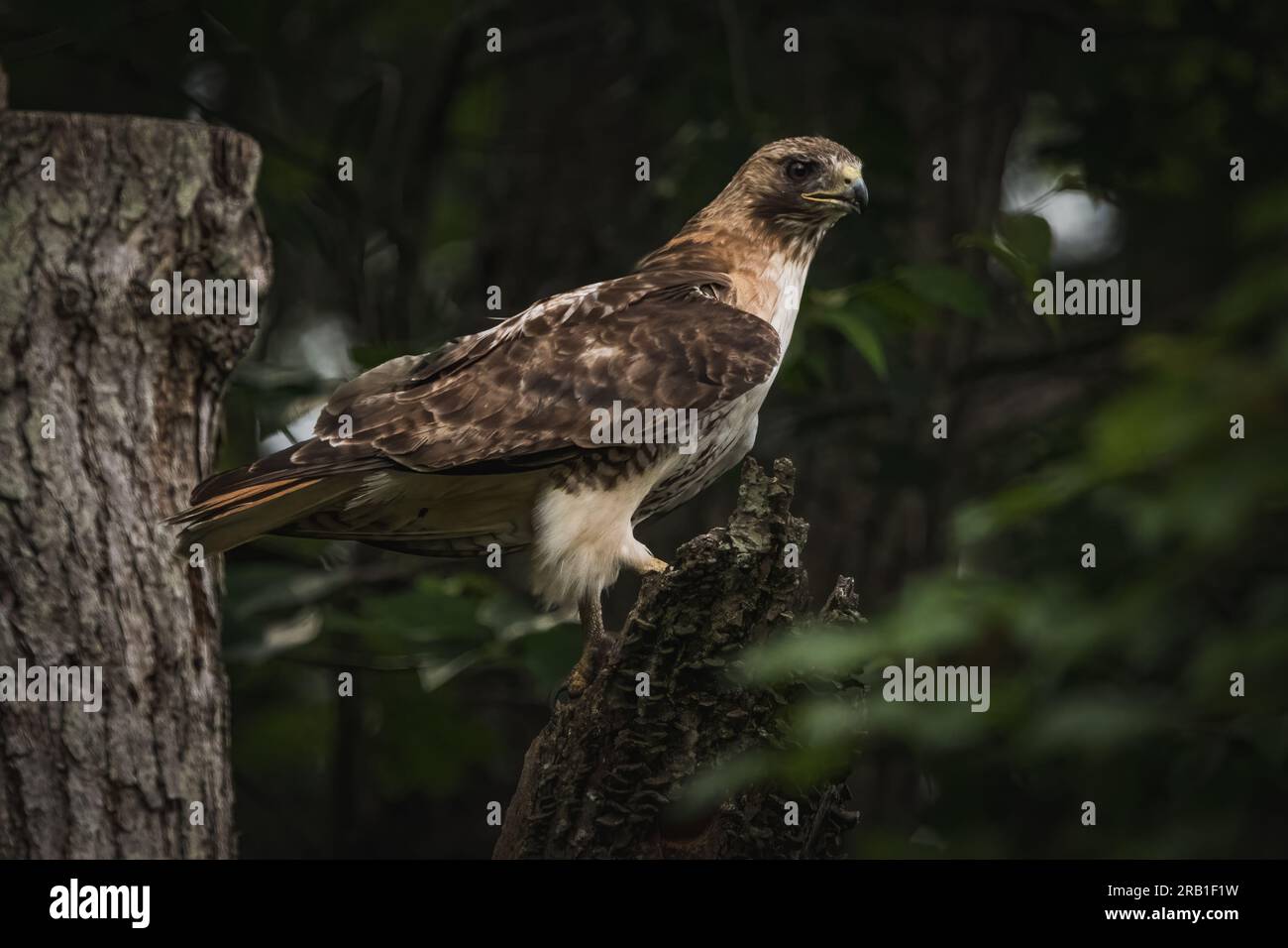 Red-tailed hawk perched on broken tree, side view of bird, full bird ...