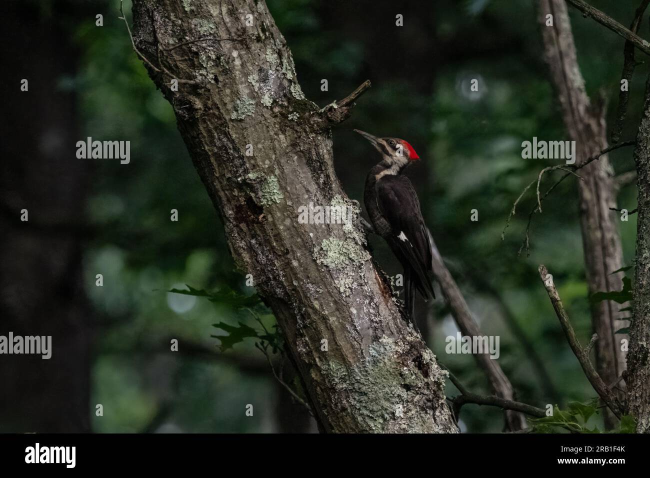 A pileated woodpecker on side of leaning tree, side view of bird Stock ...