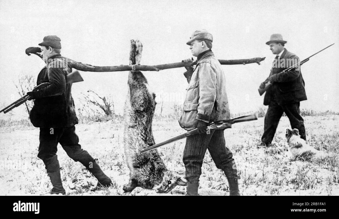 United States: 1909 Three hunters and their oversized rabbit Stock ...