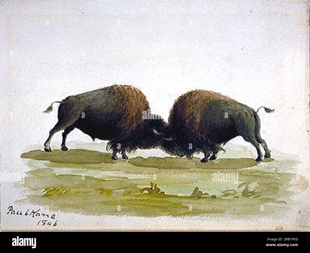 Paul kane buffalo hi-res stock photography and images - Alamy