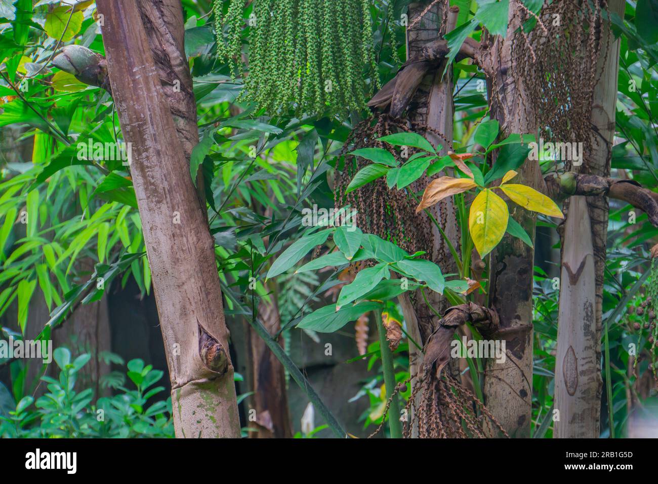 wild caryota mitis tree growing in wild plantation. Tranquil jungle ...