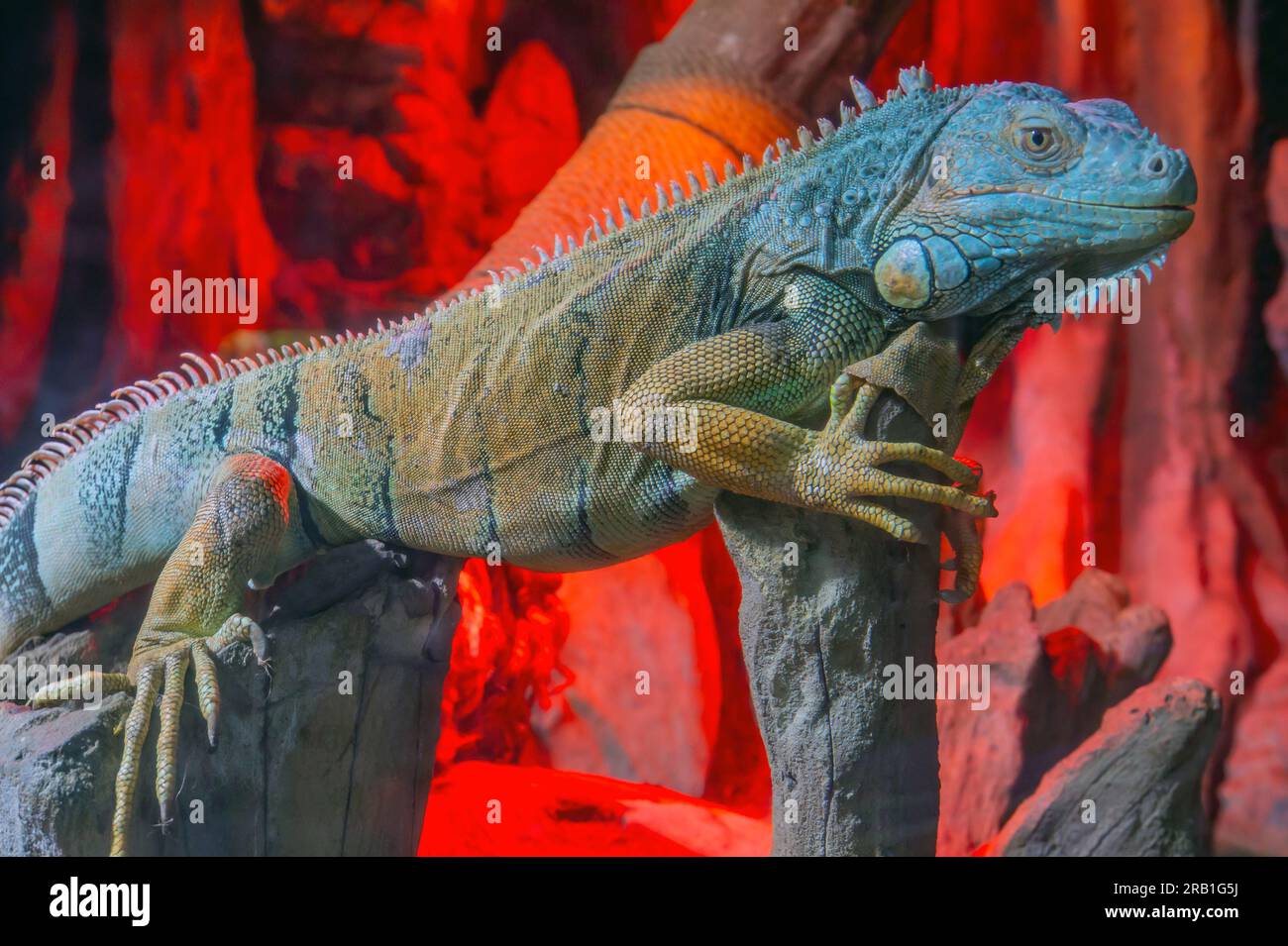 Green iguana, also known as the American iguana, is a large, arboreal ...