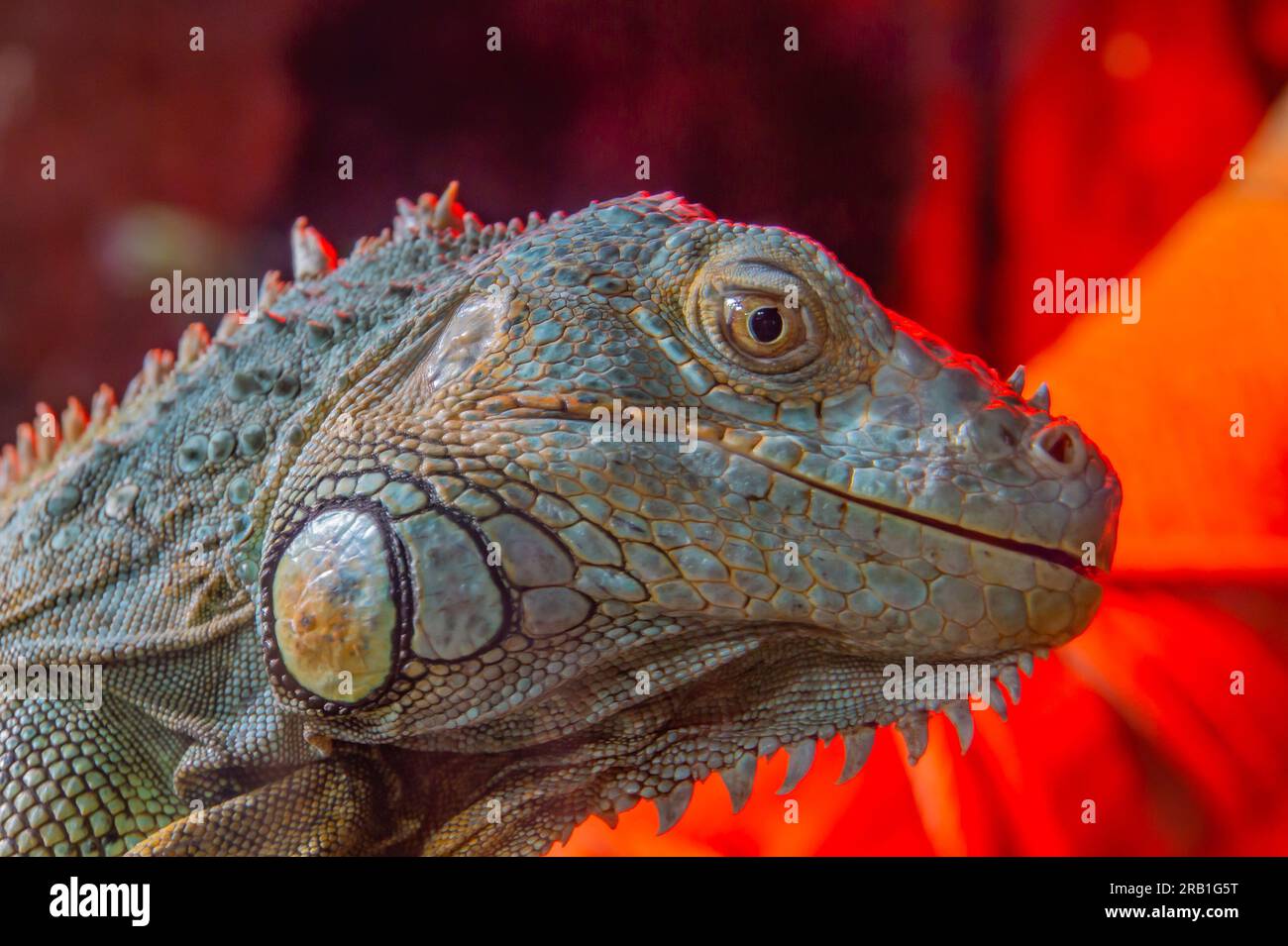 Close up of red iguana head with beautiful skin holding on the timber ...