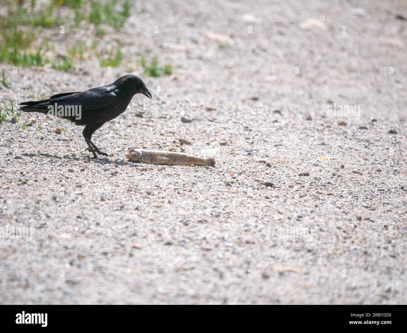 A raven eating a fish Stock Photo - Alamy