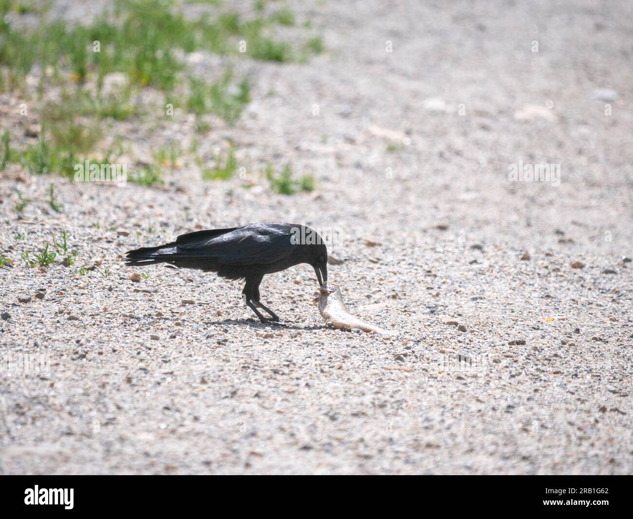 A raven eating a fish Stock Photo - Alamy