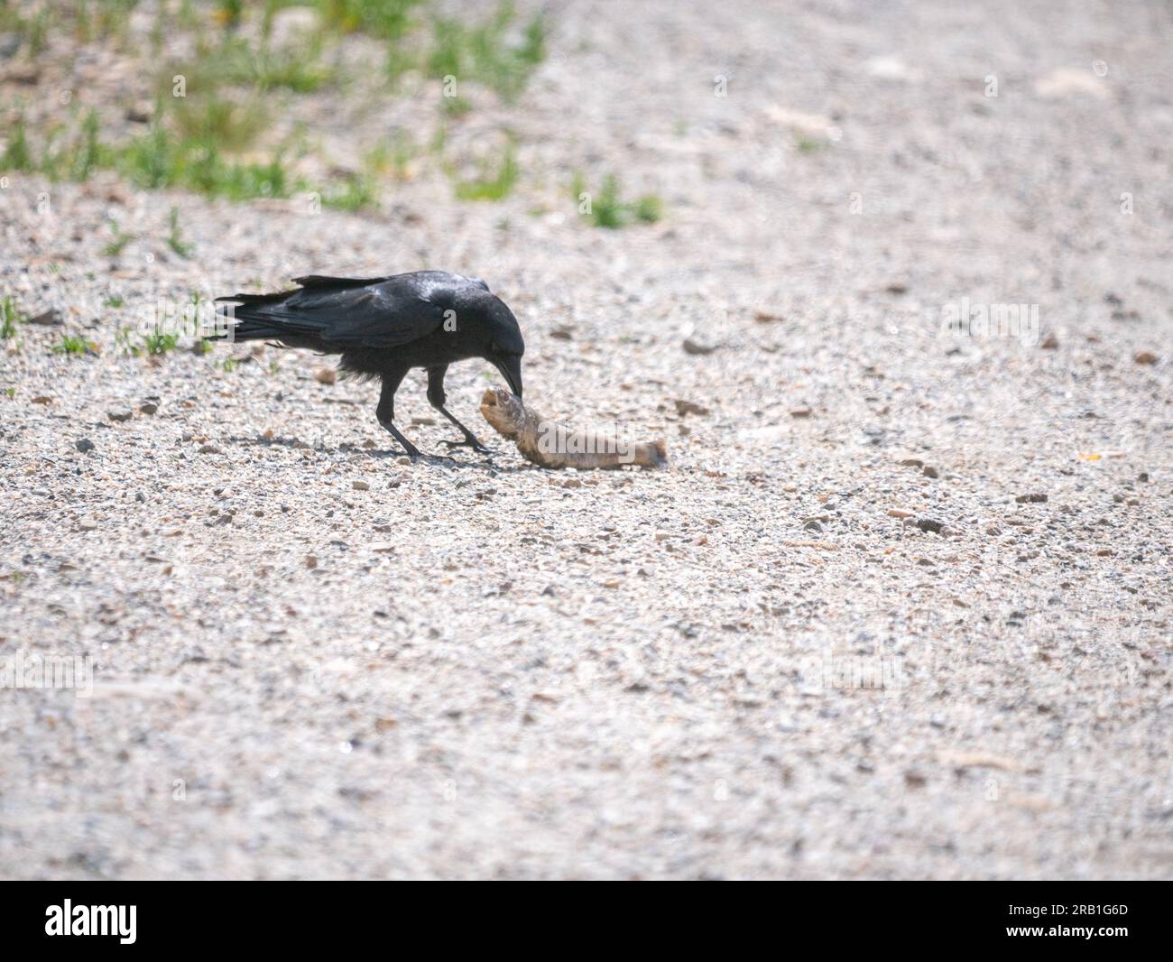 A raven eating a fish Stock Photo - Alamy