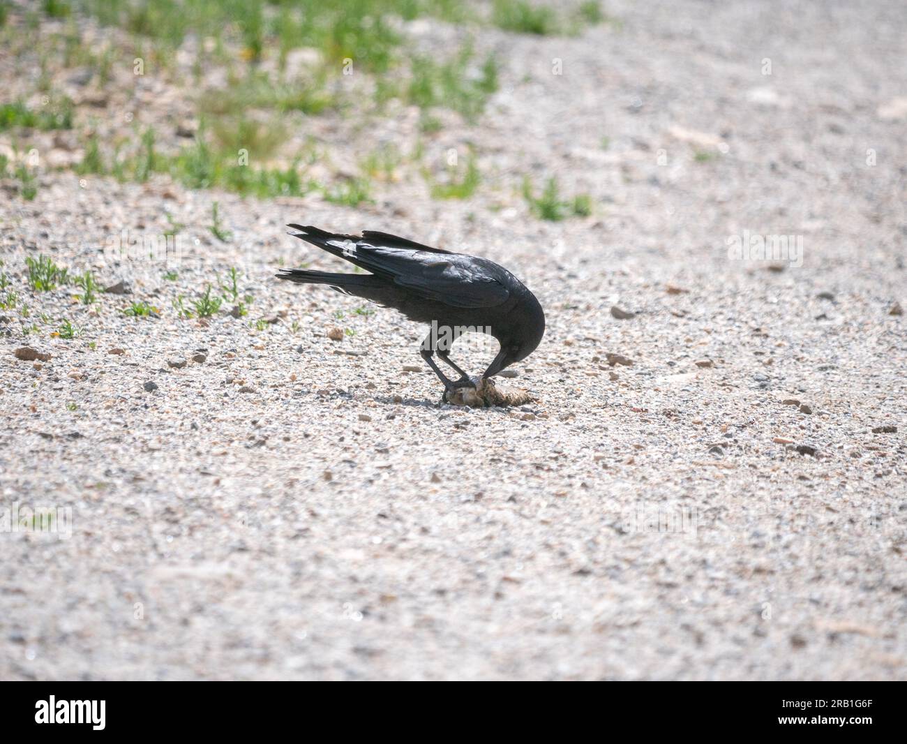 A raven eating a fish Stock Photo - Alamy