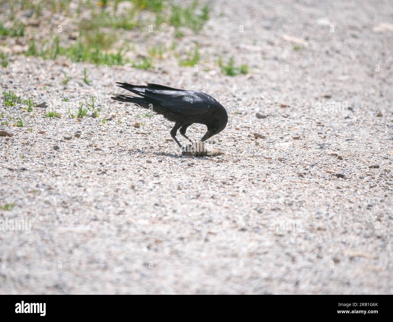 A raven eating a fish Stock Photo - Alamy