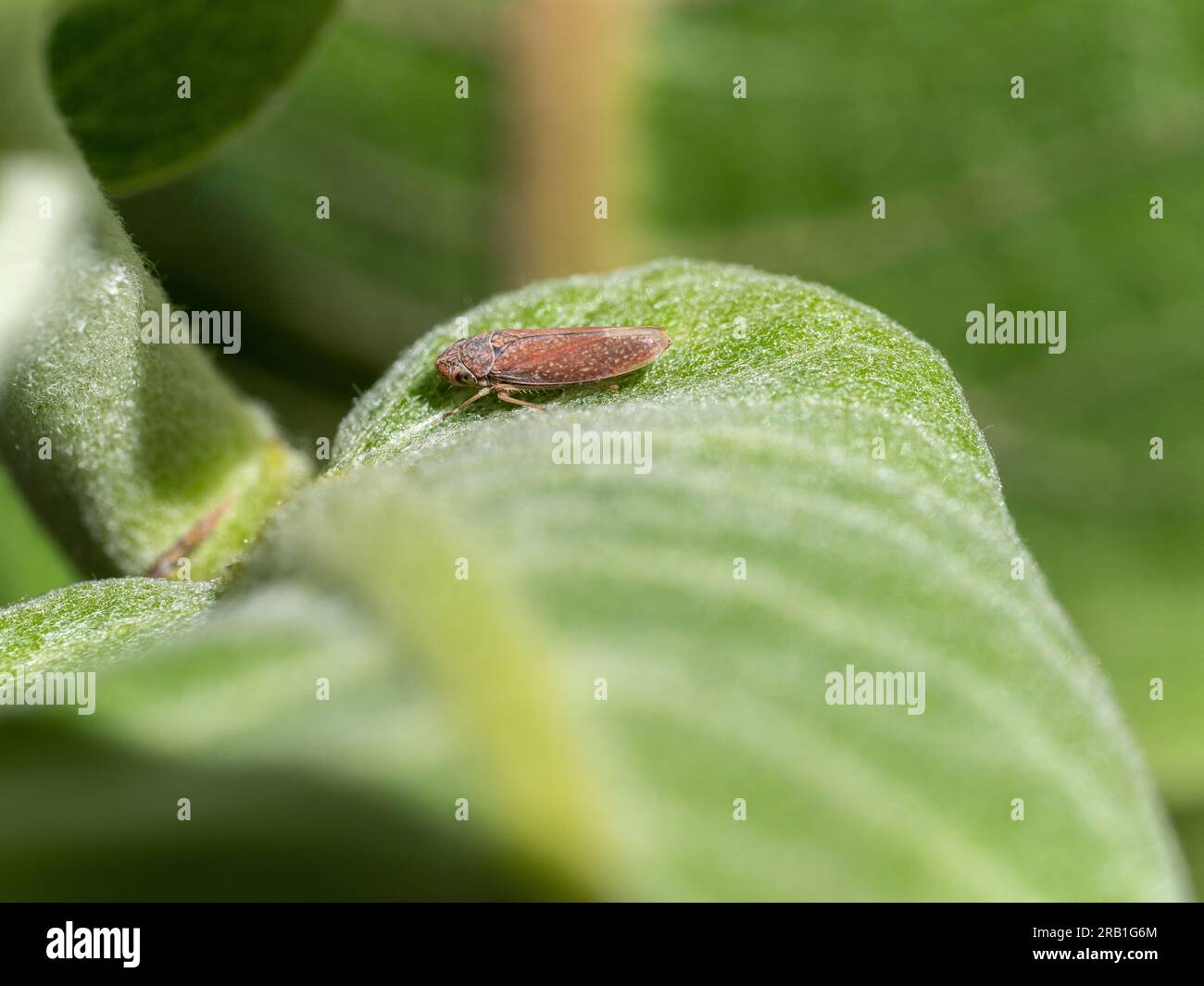 red and green leaf hopper Stock Photo - Alamy