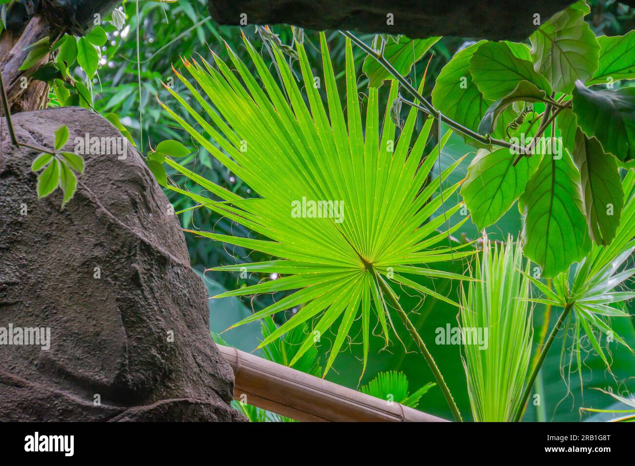 Fan leaf tree hi-res stock photography and images - Alamy