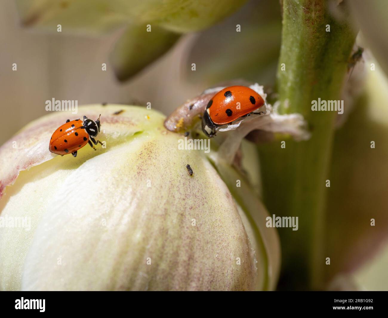 Convergent and 7 spotted lady beetles on yucca Stock Photo - Alamy