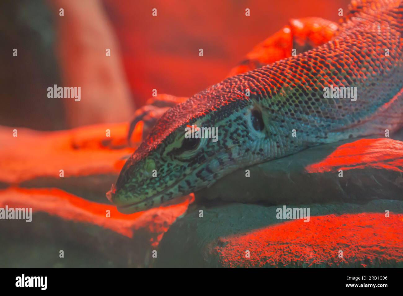 Asian water monitor - Varanus salvator also common water monitor, large ...