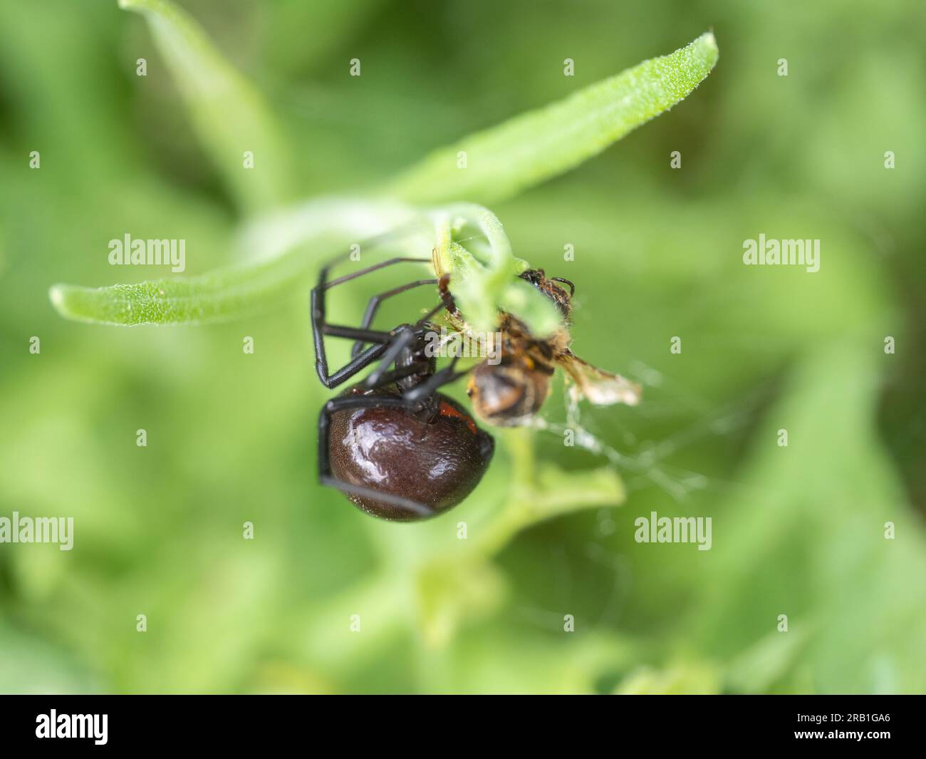 Latrodectus hesperus hi-res stock photography and images - Alamy