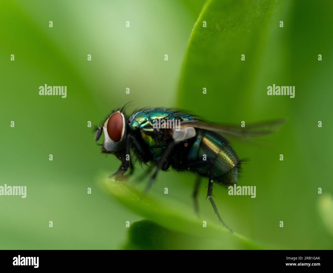 The common green bottle fly (Lucilia sericata) is a blowfly found in ...
