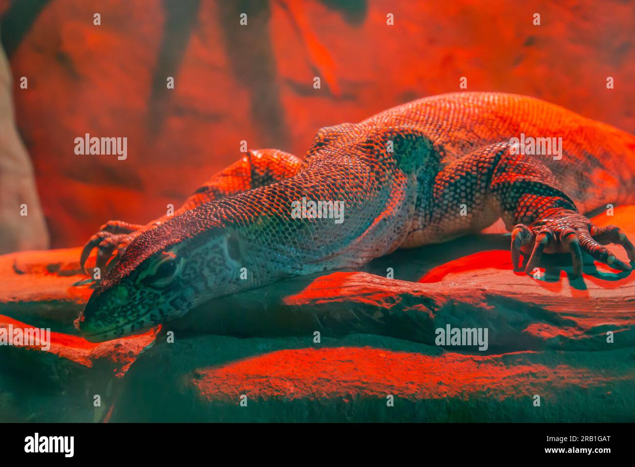 Asian water monitor - Varanus salvator also common water monitor, large ...