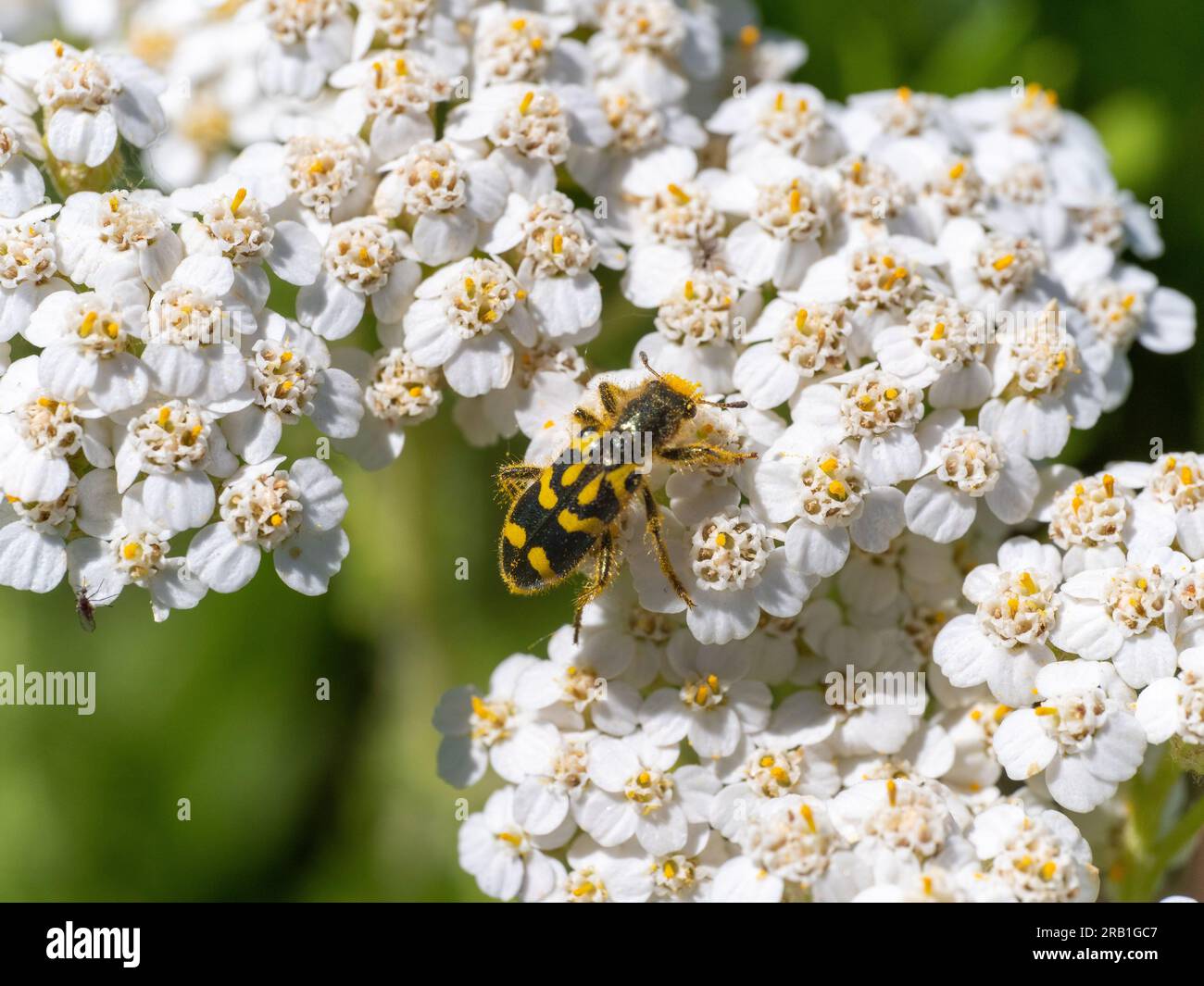 Ornate beetle hi-res stock photography and images - Alamy