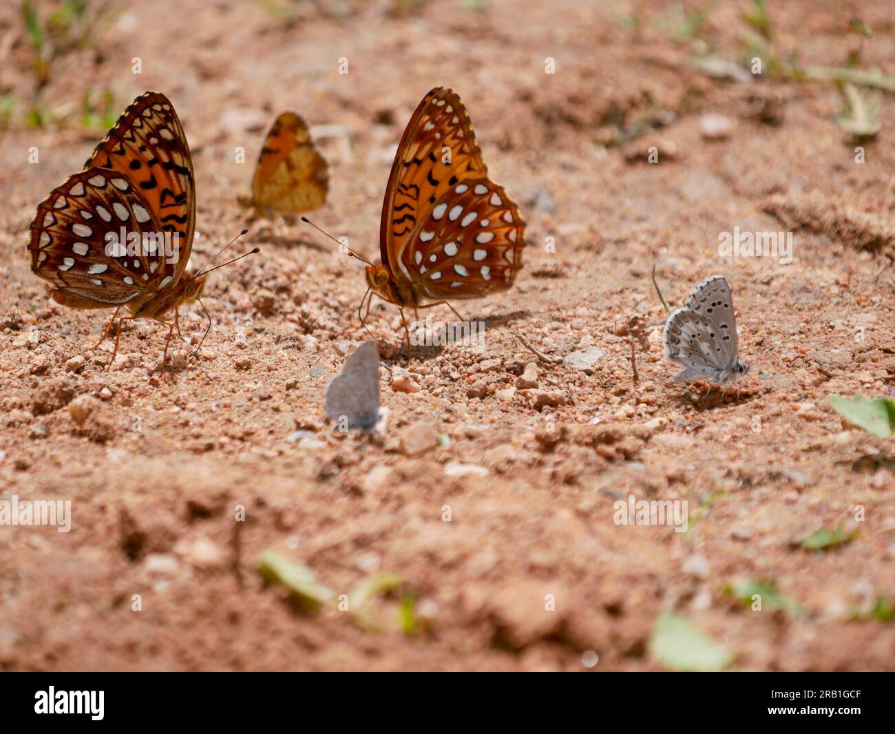 Aphrodite Fritillary Argynnis aphrodite Arrowhead Blue Glaucopsyche ...