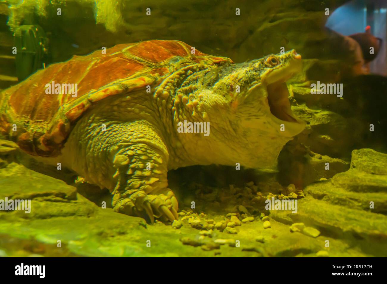 A close up portrait of a Common Snapping Turtle. A turtle under water ...