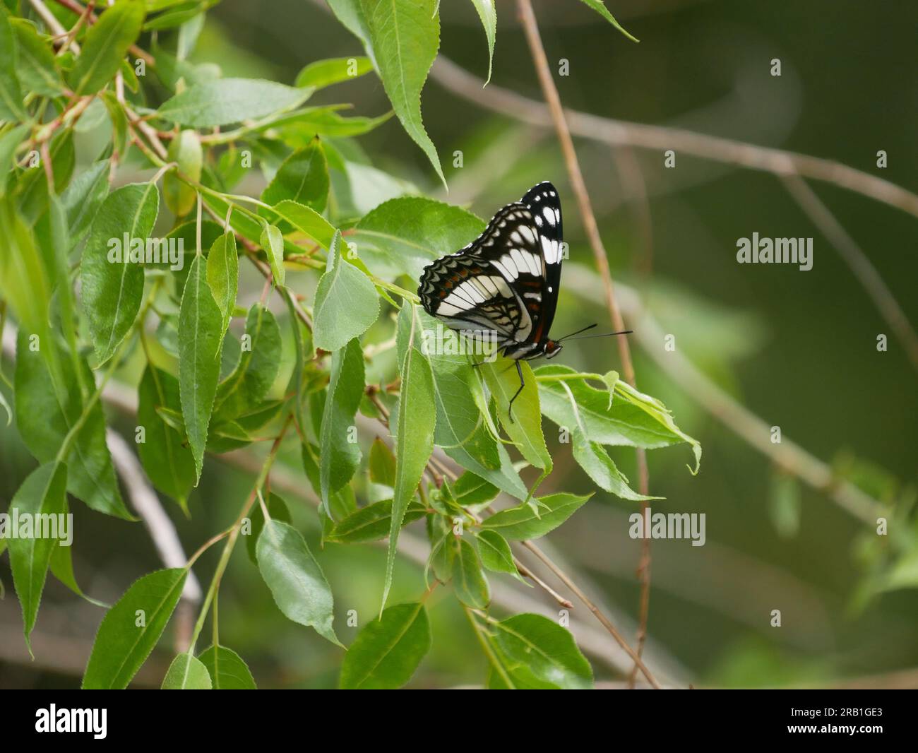 Limenitis weidemeyerii, or Weidemeyer's admiral, is a butterfly from ...