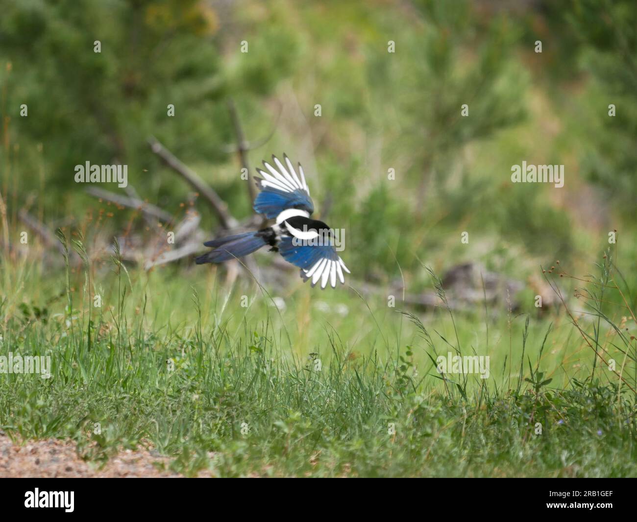 Black-billed Magpie Pica hudsonia Stock Photo - Alamy
