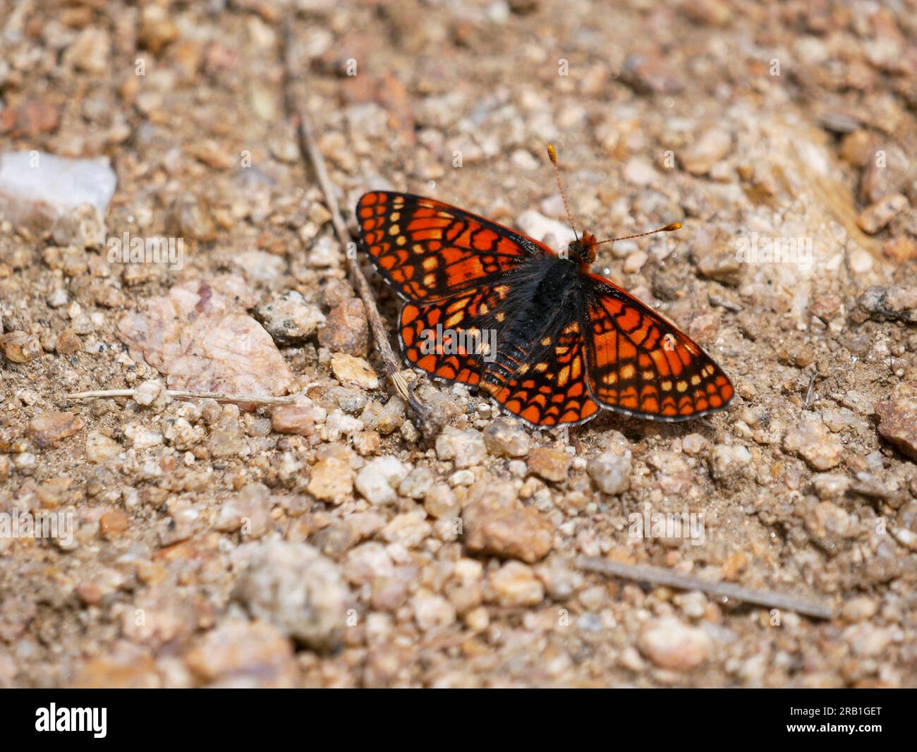 Anicia hi-res stock photography and images - Alamy