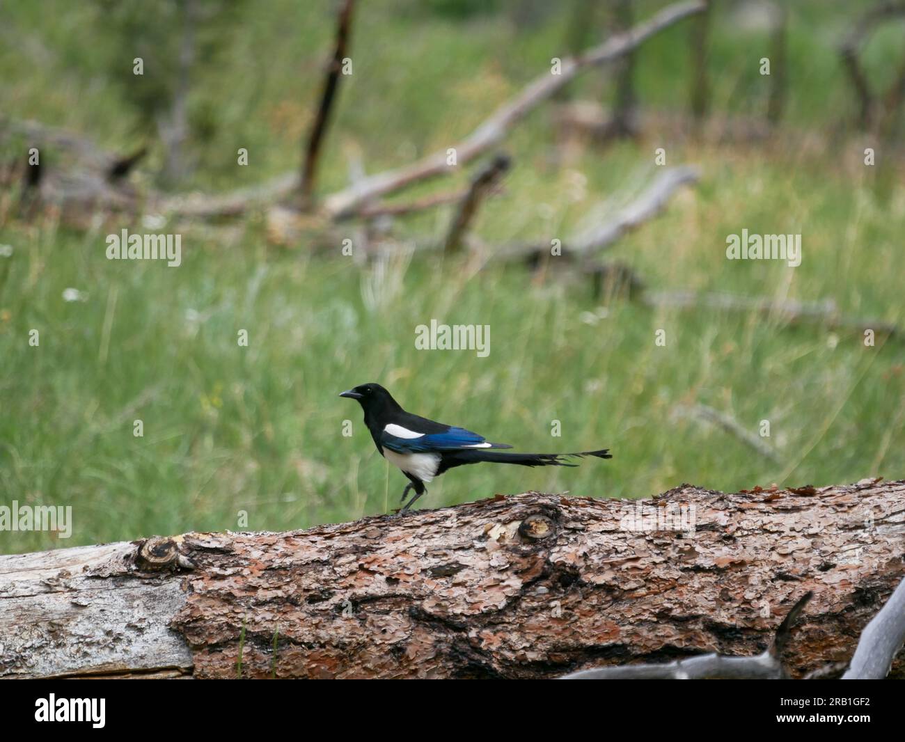 The black-billed magpie (Pica hudsonia), also known as the American ...