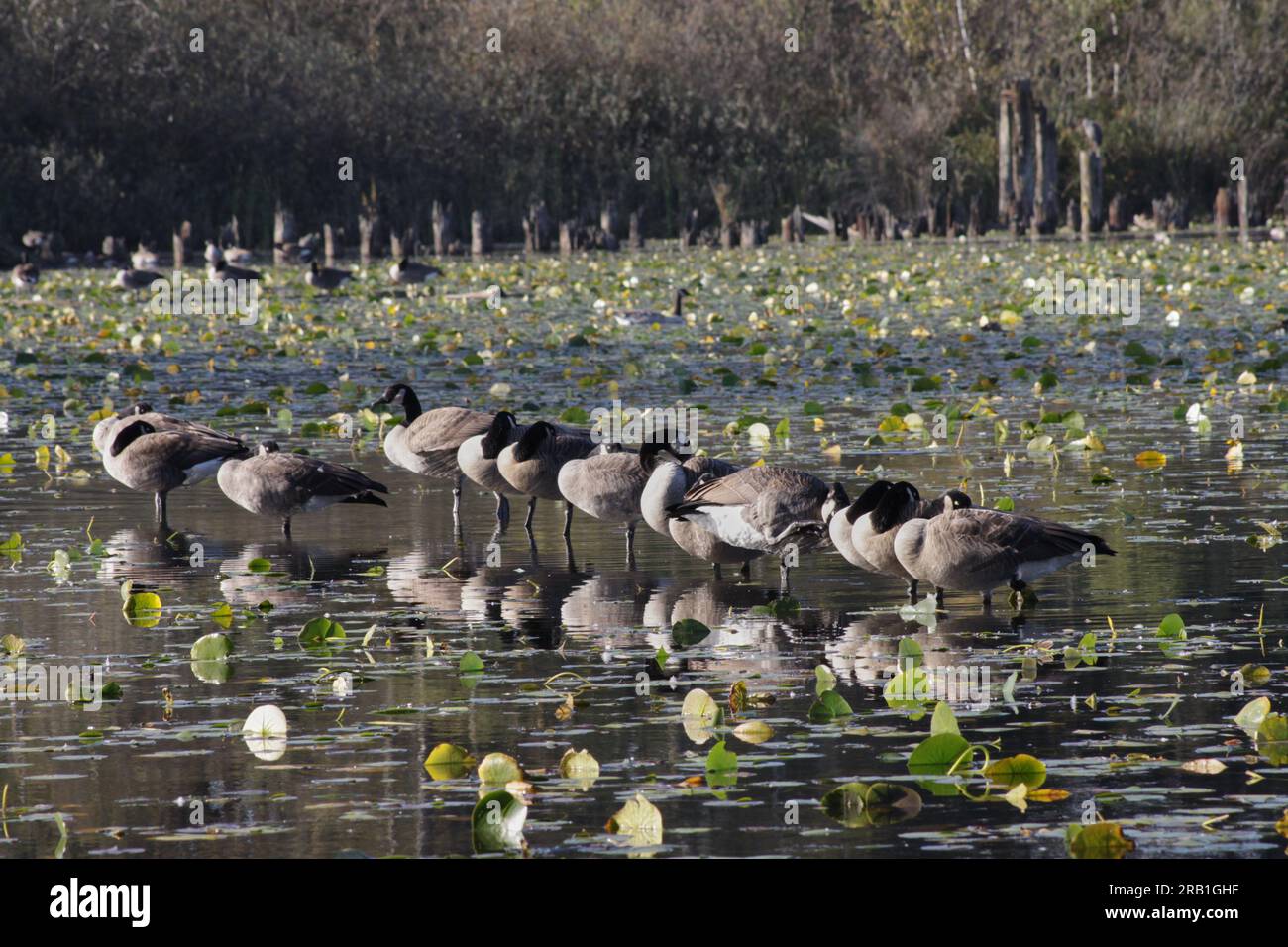 Geese in a lake are standing in a line Stock Photo - Alamy