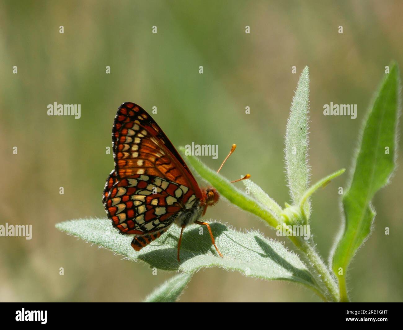 Anicia hi-res stock photography and images - Alamy